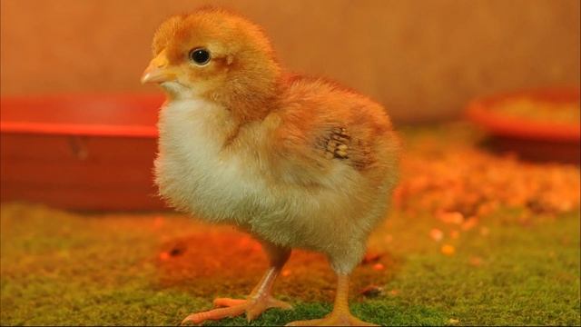 Звук Цыпленка. Как Говорит Цыпленок. Цыпленок Пищит. Писк Цыпленка. Голос Цыпленка