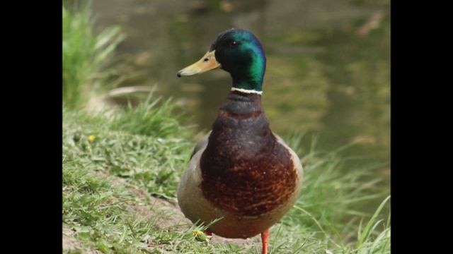 "ВЕСЕННИЙ РАЗБЕГ НА ВЛАДИМИРЩИНЕ"...  (Фото Юрия СИЗОВА (Владимир), муз. - Vasiliy NIKITIN (mix №1)