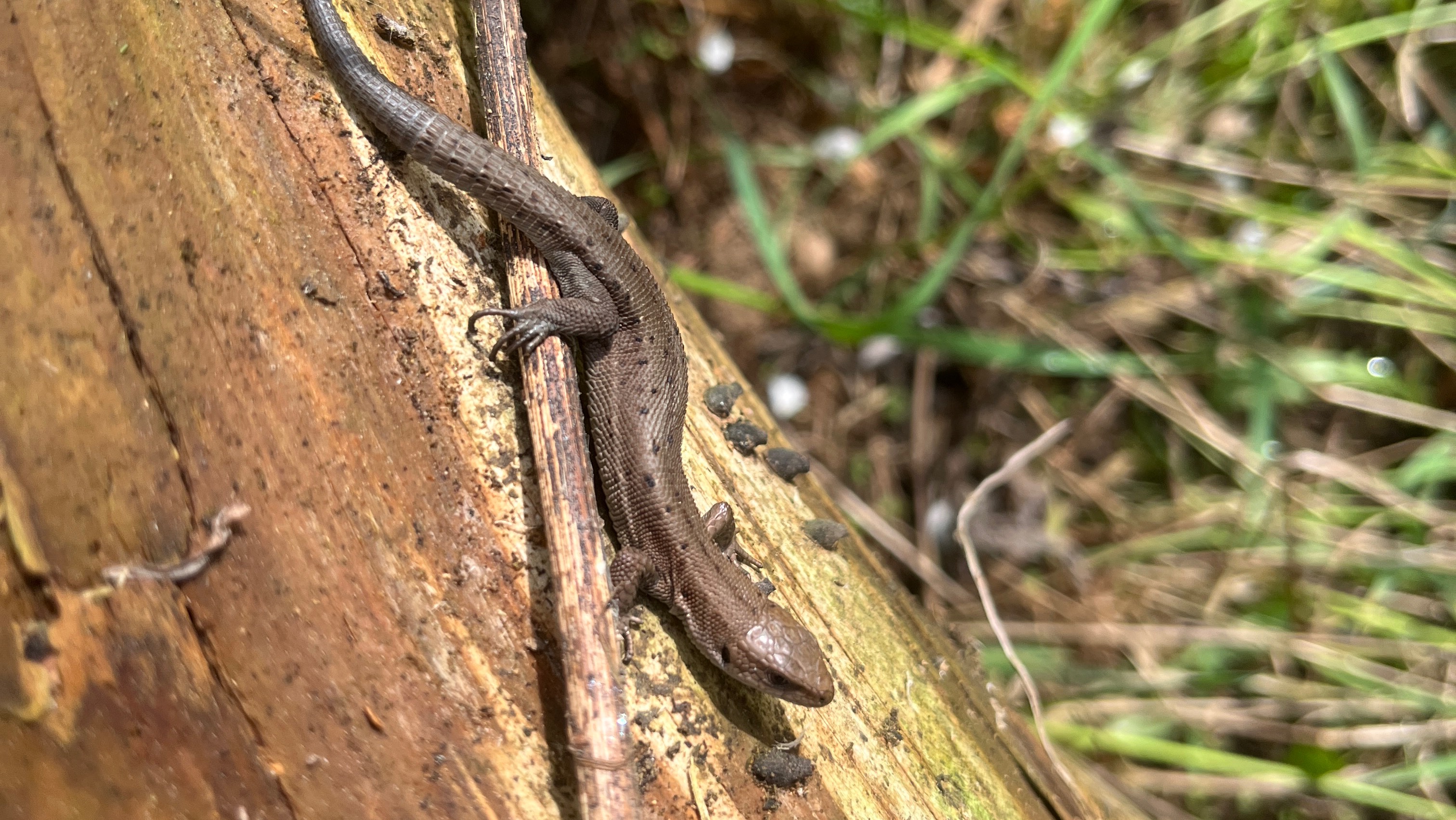 06-05-2025 ВЛОГ Вступаю в наследство. Огород с НУЛЯ. Разгребаю завалы. Продолжаю сажать розы.