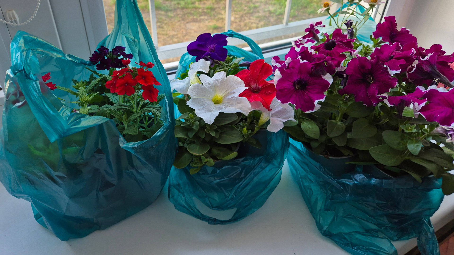 На даче сегодня, 6 мая. Купила рассаду, цены.
Высаживаю, поливаю.