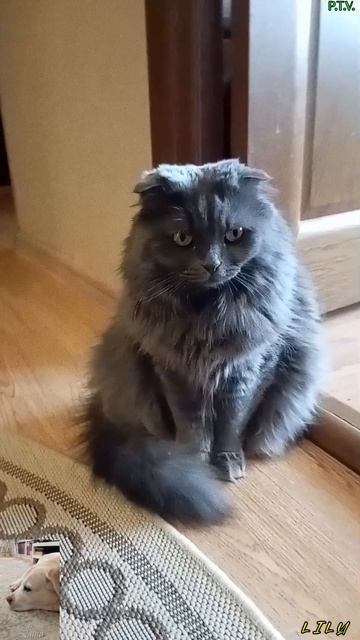 Хозяйка дома