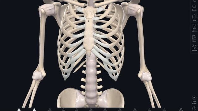 Скелет тела человека. Анатомия.
