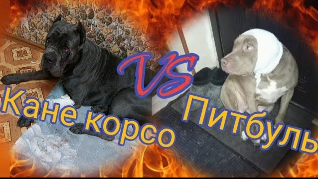 БОЙ КАНЕ КОРСО И ТРЕХ ПИТБУЛЬЕЙ.КТО. ПОБЕДИЛ?