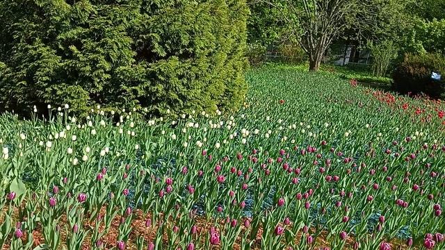 Яркая красота тюльпанов, пасека с трудягами пчелами в экоцентре лесопарка Бицевский лес