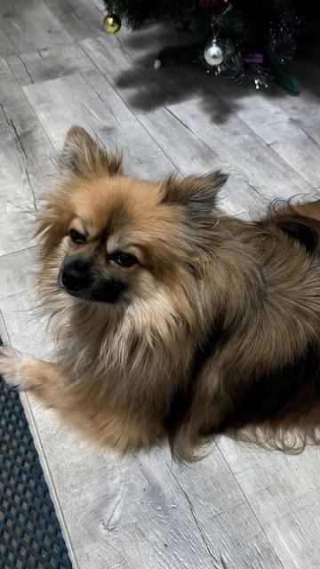 Пёсель охраняет дверь в прихожей