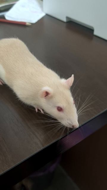 Крыска-альбиноска