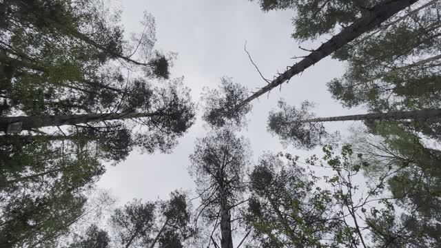 Звуки леса на ближнем камне батюшки Серафима, 5 мая 2025