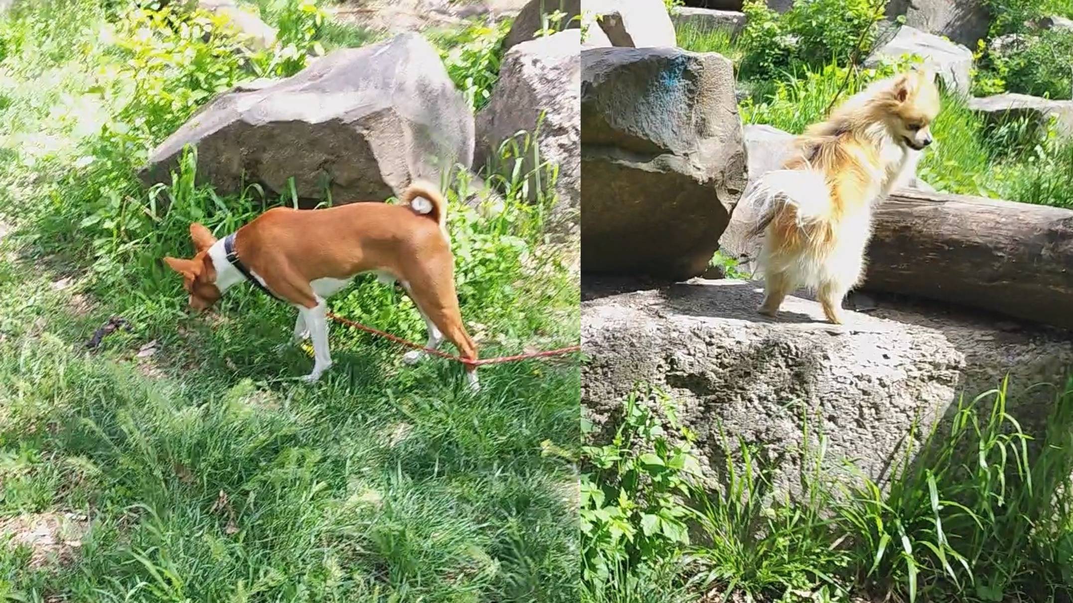 Ловим весеннее настроение в парке. Лео & Фокс | Передержка собак Ростов