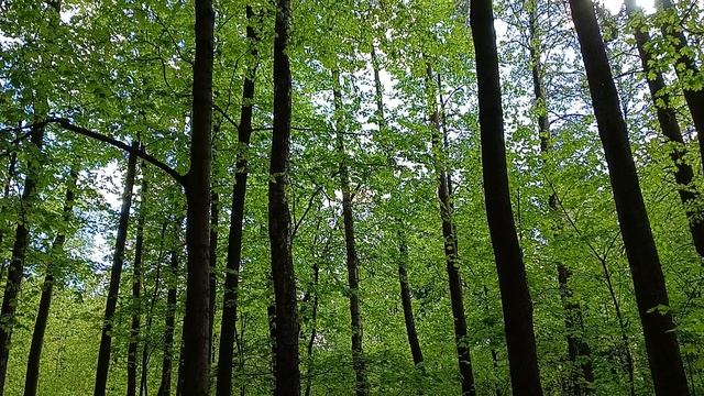 На весь лес раздается ку ку, кукушка кукует. "Бицевский лес" природно-исторический лесопарк