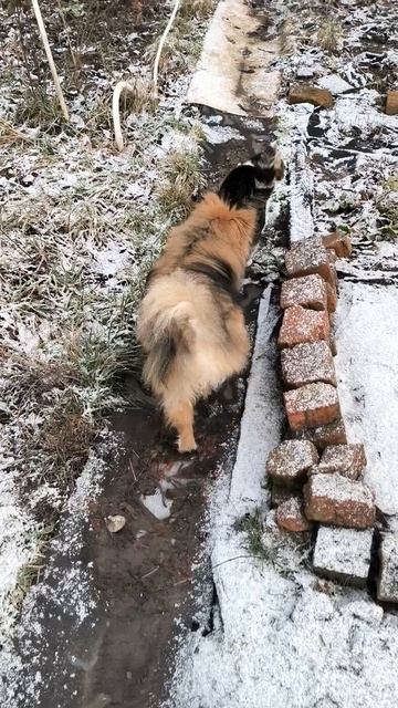 Пёс и кот на прогулке