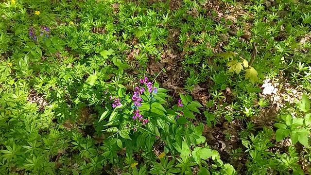 Лужайки ярких красивых цветов в лесопарке - Красная Книга Москвы -Цветы Чина весенняя