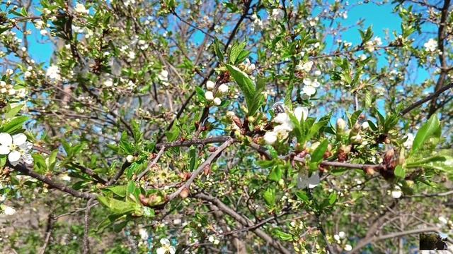 Весенний сад. 20.04.2025г.