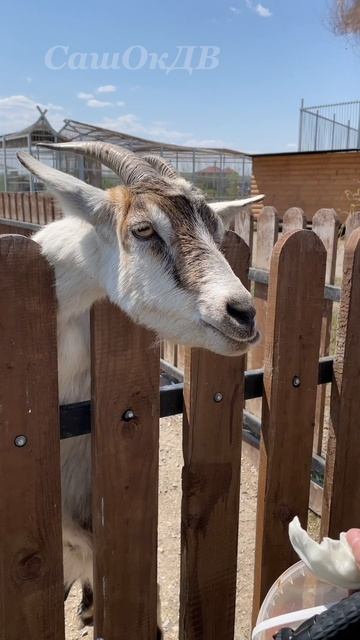 О! Витамины!!!