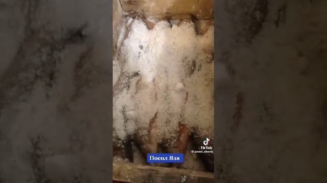 Сухой посол рыбы 🐟