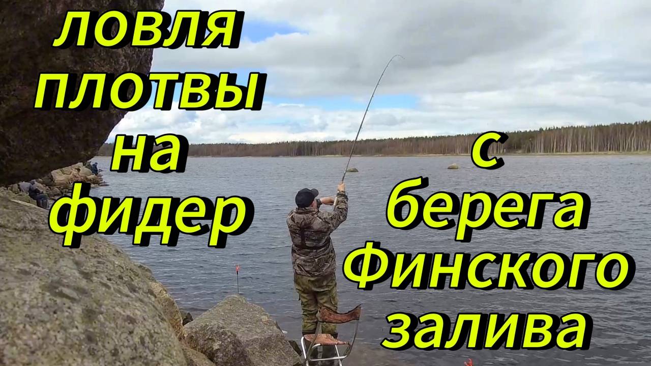 ЛОВЛЯ ПЛОТВЫ НА ФИДЕР С БЕРЕГА ФИНСКОГО ЗАЛИВА
