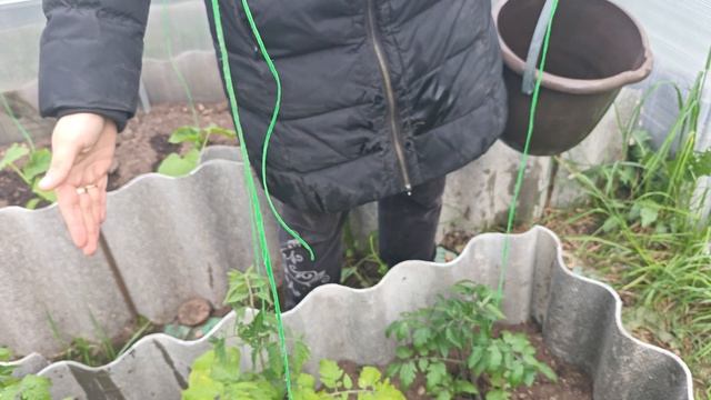 Вечерний полив огурцов.. В ТЕПЛИЦЕ..