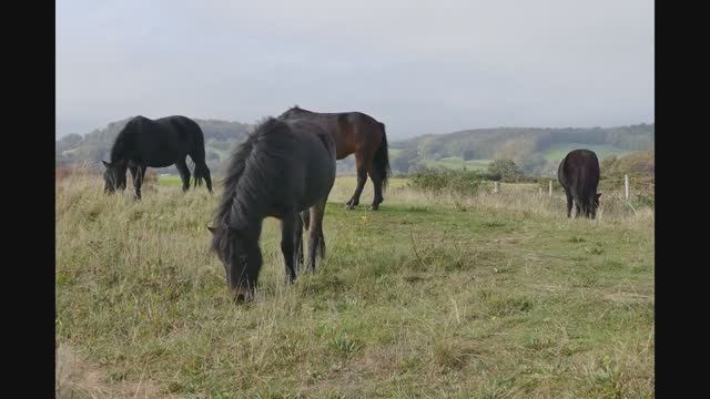 Звук лошади