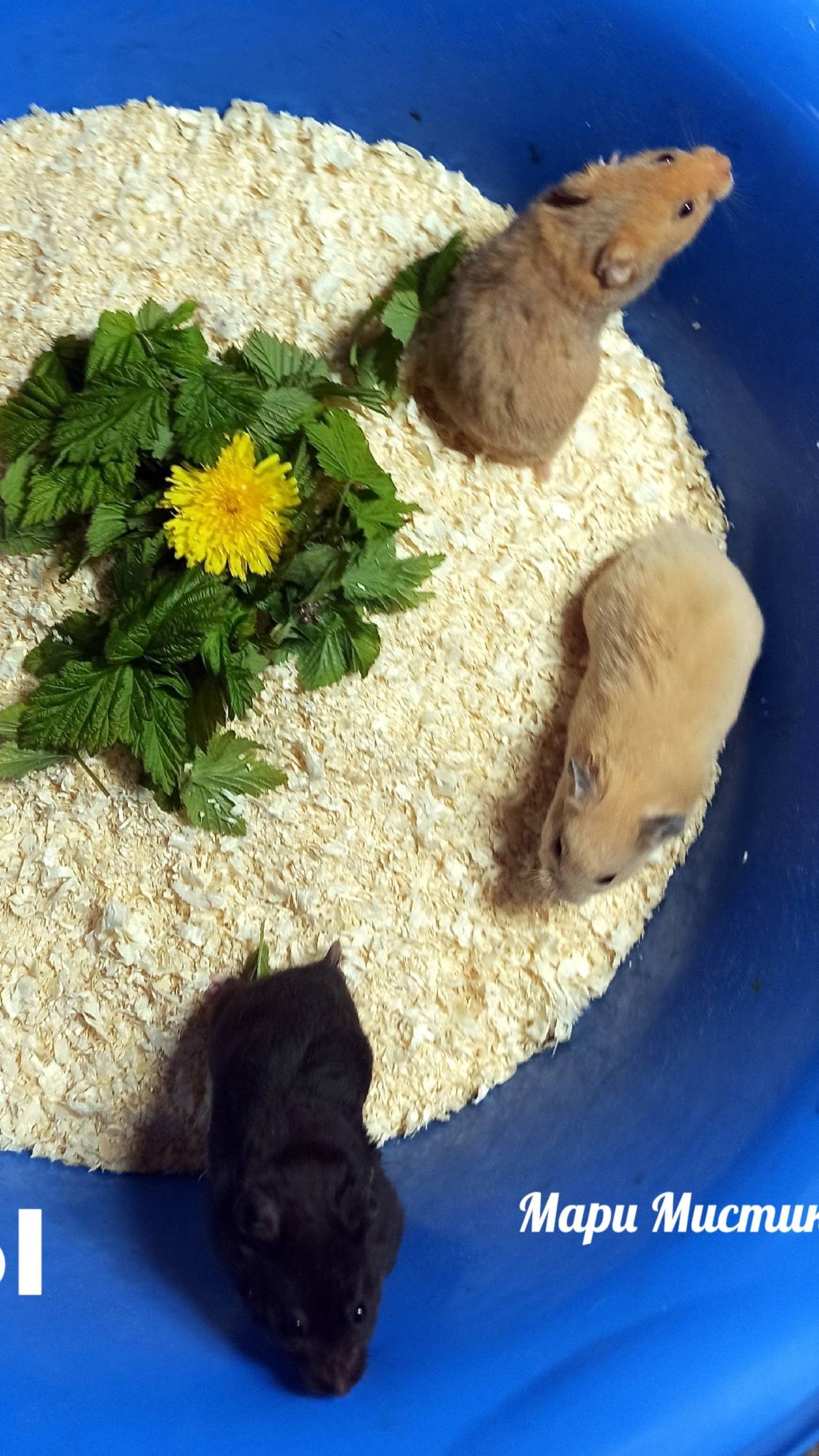 Самцы сирийские хомячки #купитьхомякапродам 89215950848