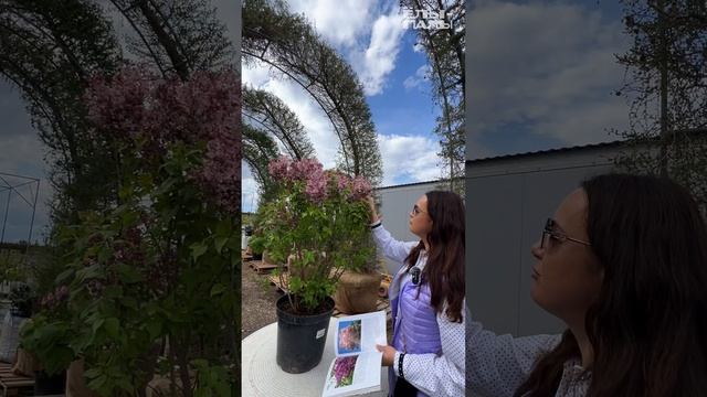 Питомник "ЁЛЫ-ПАЛЫ" представляют новый сорт русской сирени — «Вечерний звон»!