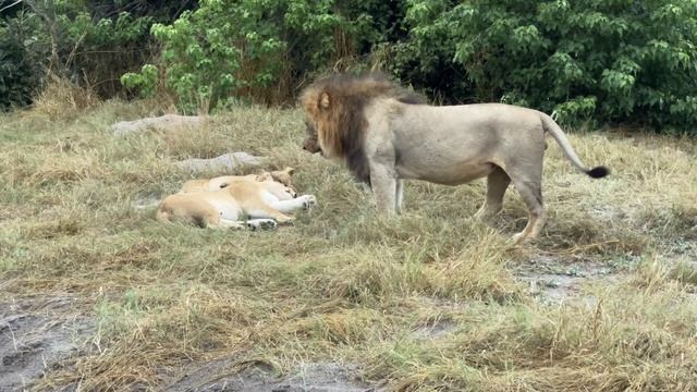 Встретили прайд львов в Ботсване