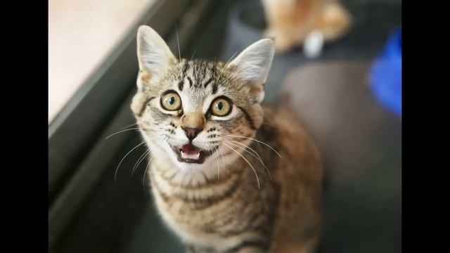 Звук кота, мяуканье кота