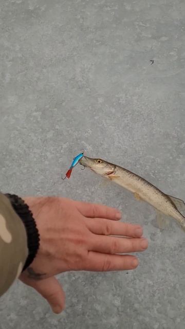 щуку с руку