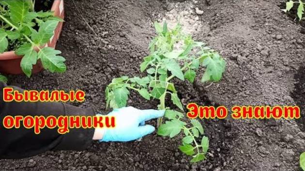 СЕКРЕТ БЫВАЛЫХ ОГОРОДНИКОВ ПРИ ПОСАДКИ РАССАДЫ ТОМАТОВ! САЖАЕМ ПОМИДОРЫ В ТЕПЛИЦУ ИЛИ ОТКРЫТЫЙ ГРУНТ