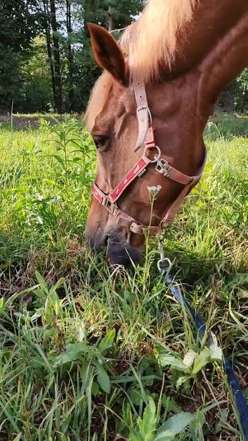 Конь пасется