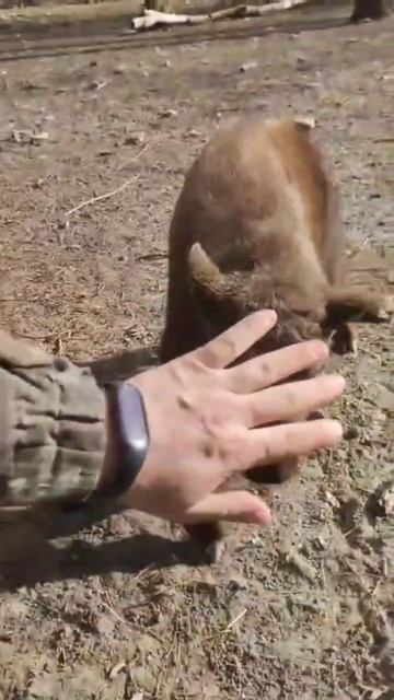 ⚡ Задира полностью оправдывает свое имя!