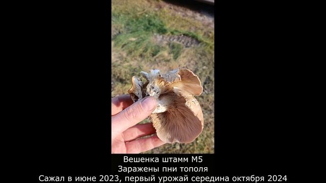 Вешенка штамм м5. Заражены пни тополя