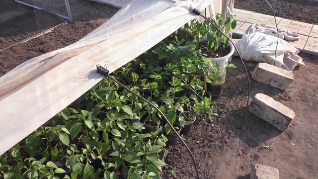 Рассада на восьмое мая