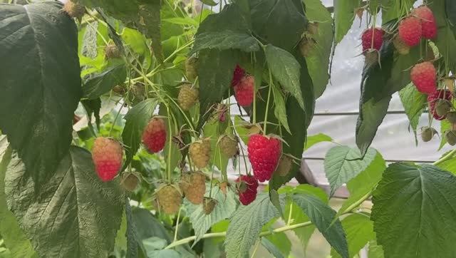 В гостях у Аллы Чаматы