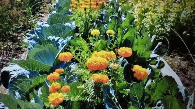 Бархатцы - цветы репелленты