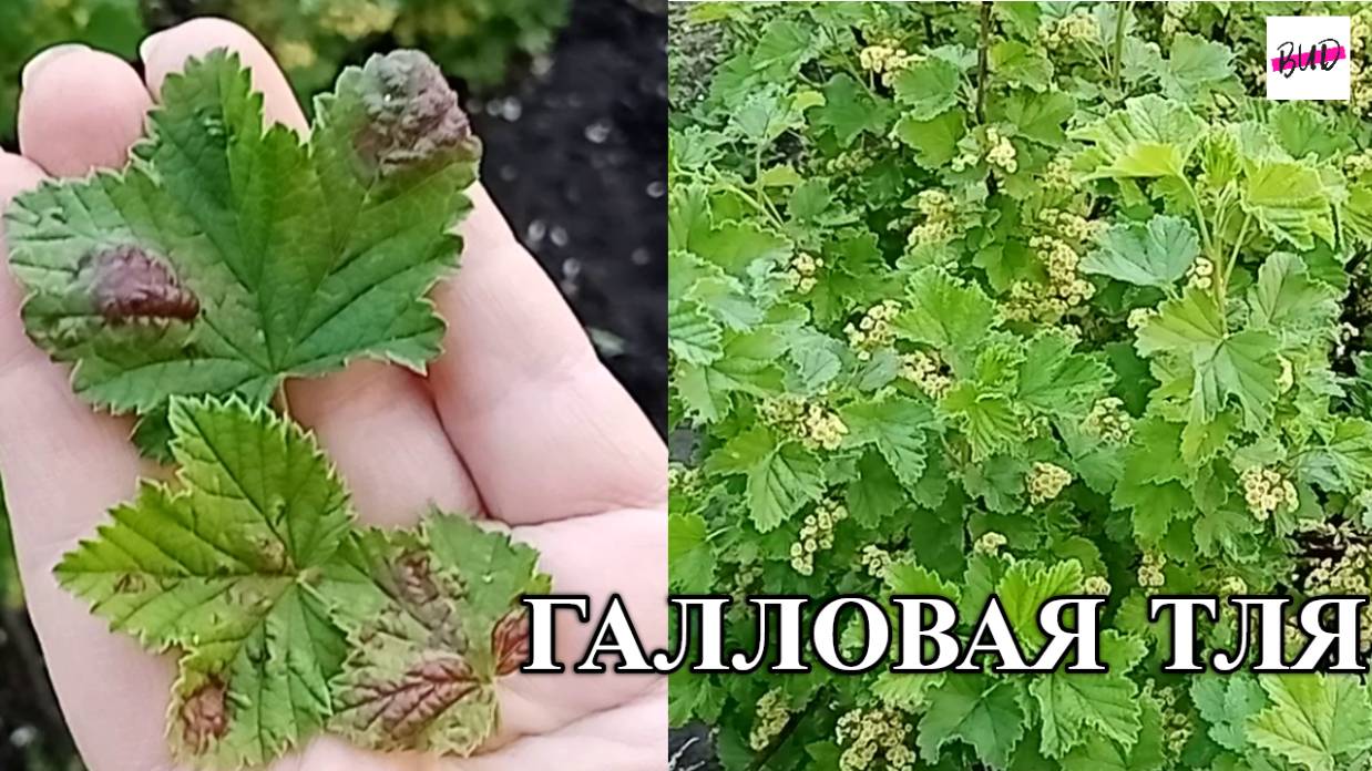 ГАЛЛОВАЯ ТЛЯ НА СМОРОДИНЕ.