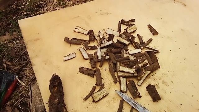 Сушка и заготовка корней лопуха