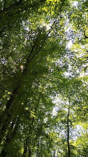 ВОЛШЕБНО В ЛЕСУ. ГОРЯЧИЙ КЛЮЧ