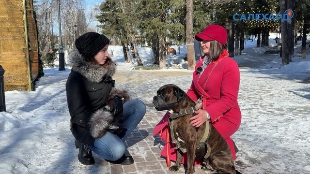 Законы для хвостатых)