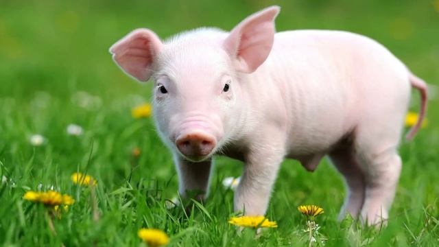 Звук Поросенка. Как Говорит поросенок. Поросенок Хрюкает, Визжит. Голос Поросенка. Звуки Хрю