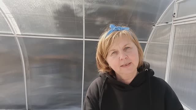 Готовлю лунки для высадки томатов в теплицу. Как согреваю землю в теплице без подогрева грунта