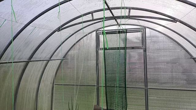 Схема посадки томатов в теплице, небольшие тонкости посадки томатов