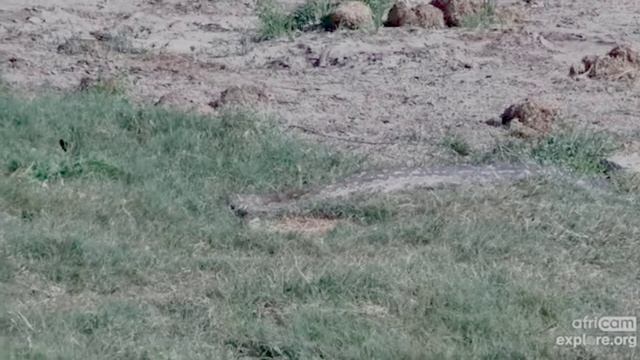 Питон ползет прогуляться