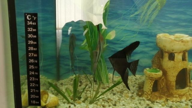 Скалярии выясняют отношения.