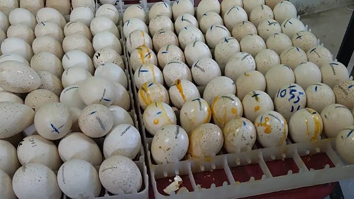 Сегодня произошёл неприятный инцидент: телега повредила яйцо индейки и цветного бройлера.