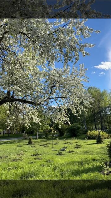 Цветущий май. Саров 07.05.25