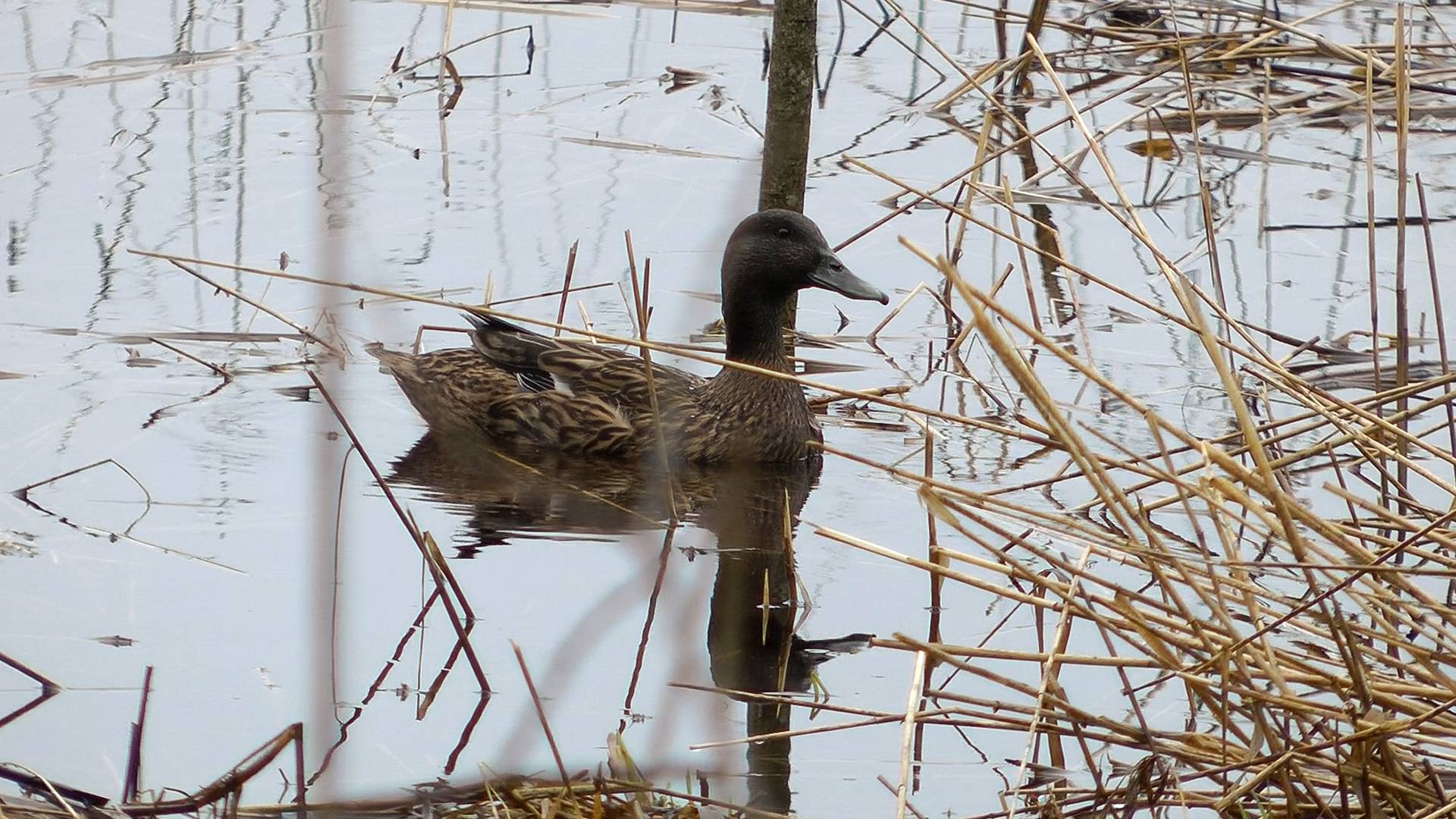 Охота на селезня с подсадной | Легендарная чубарая | Весна 2025