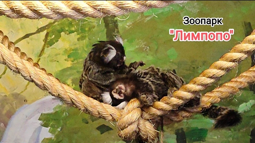 Нижегородский зоопарк "Лимпопо". Часть 8