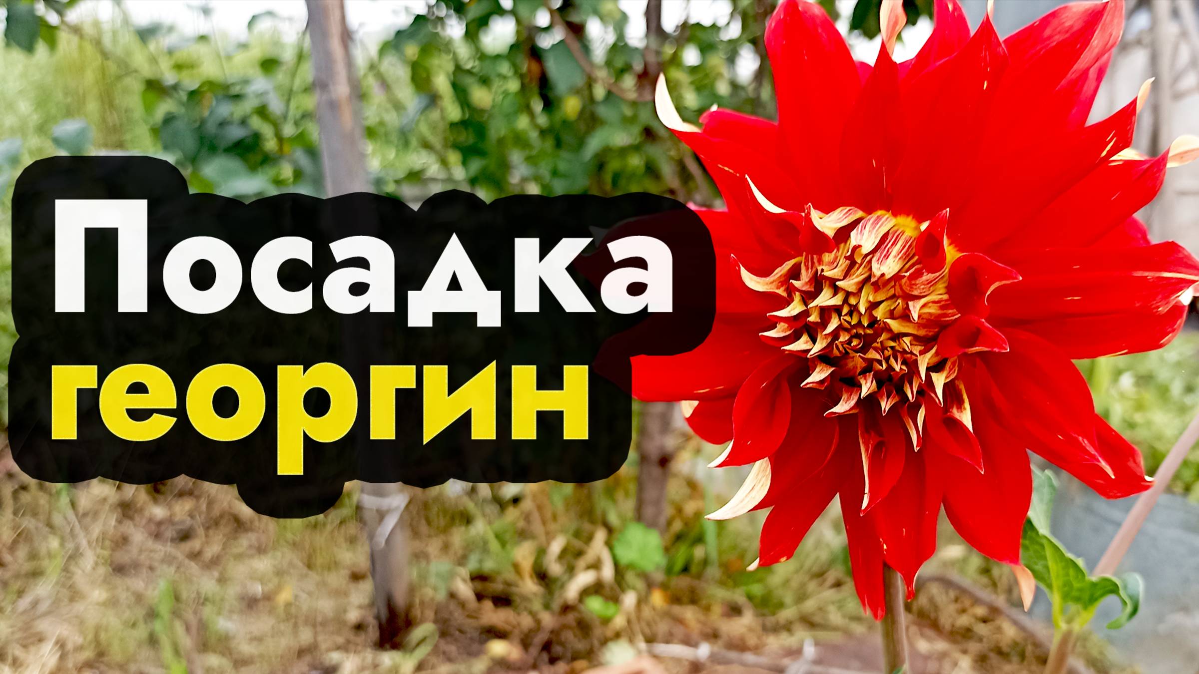 Посадка георгин клубнями весной - как посадить георгины клубнями весной