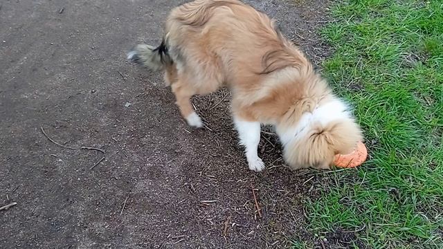 Вик научился поднимать диск, упавший вверх дном ) май 25