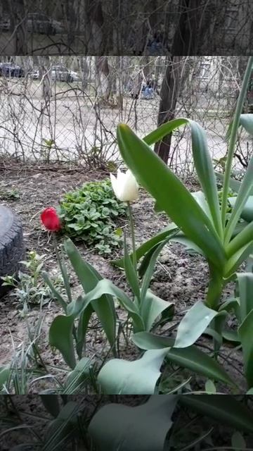 Прекрасные цветы в городском палисаднике