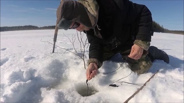 Шнур в натяг! Проверка самоловок Весенняя рыбалка